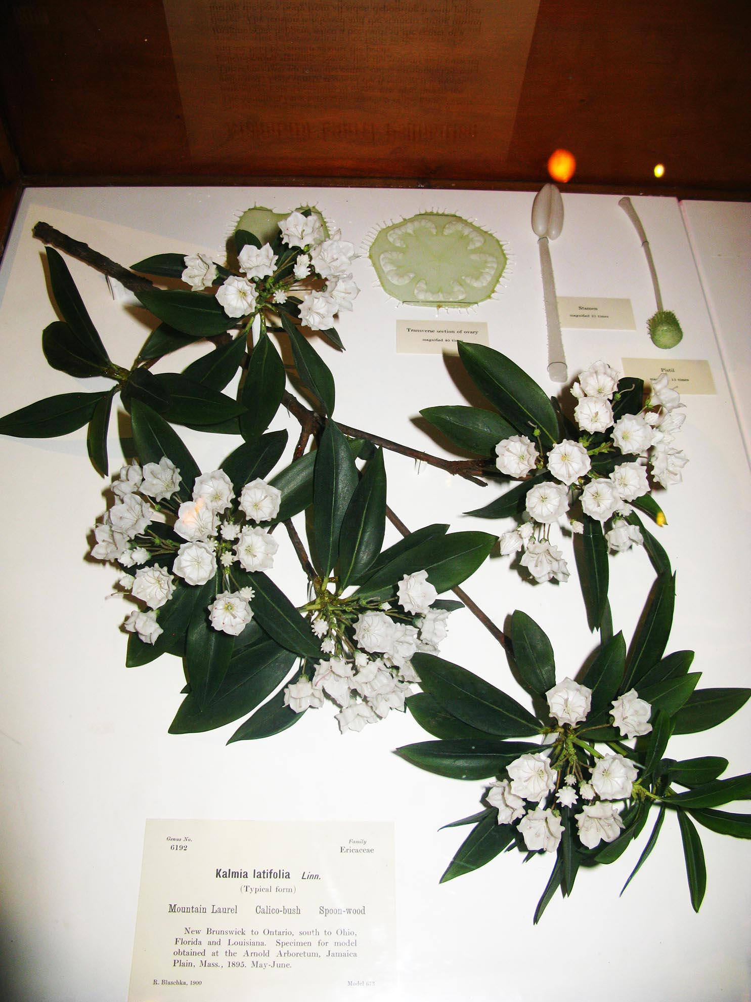 Glass Flowers and Ethnic Art at Harvard – Side of Culture