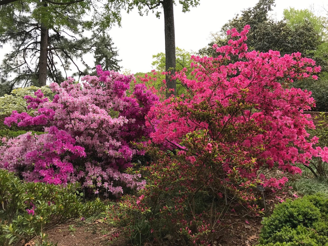 Washington Gardens – Side of Culture