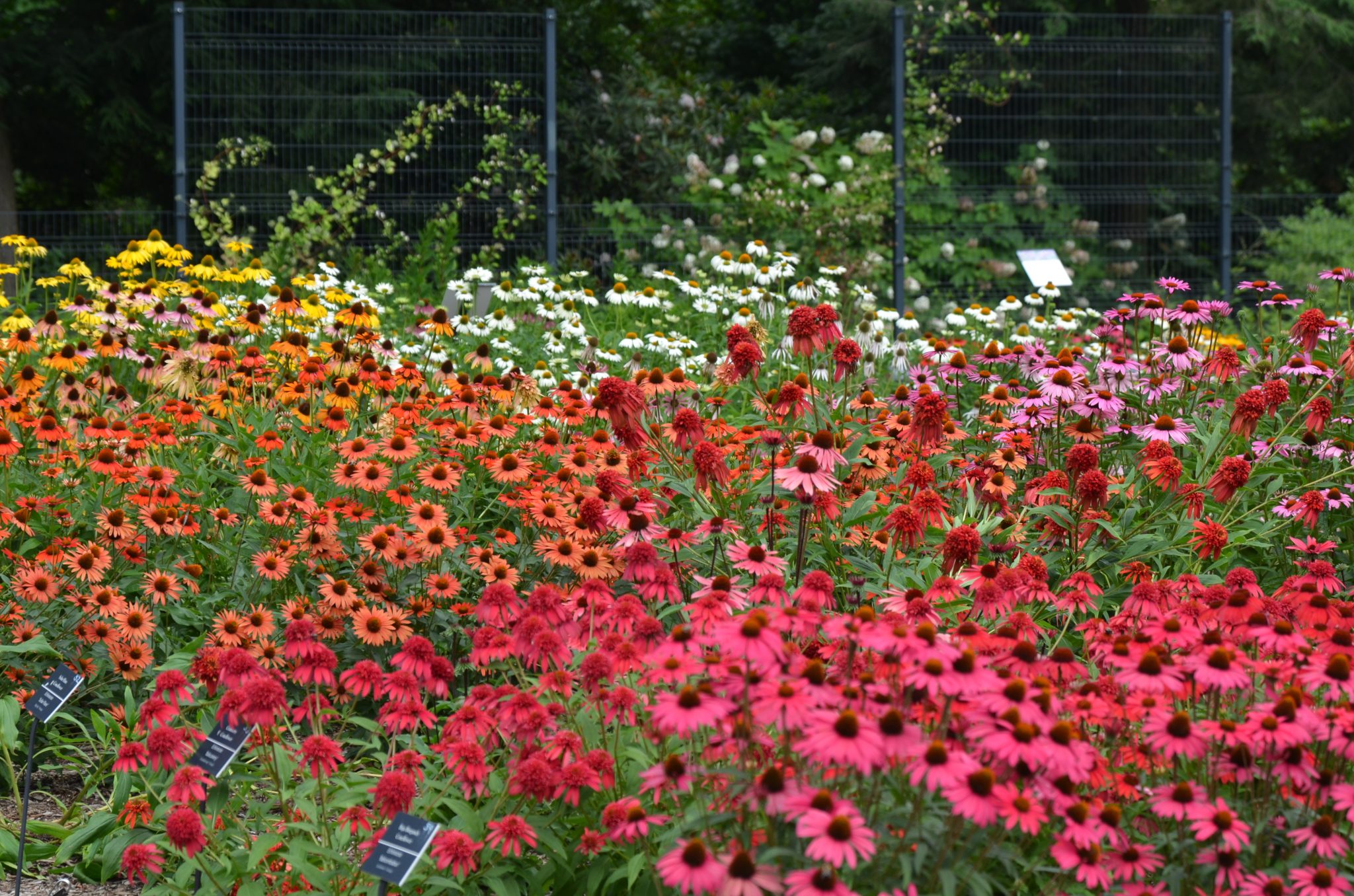 “Plant the Change”: Native Plants at Delaware’s Extraordinary Mt. Cuba ...