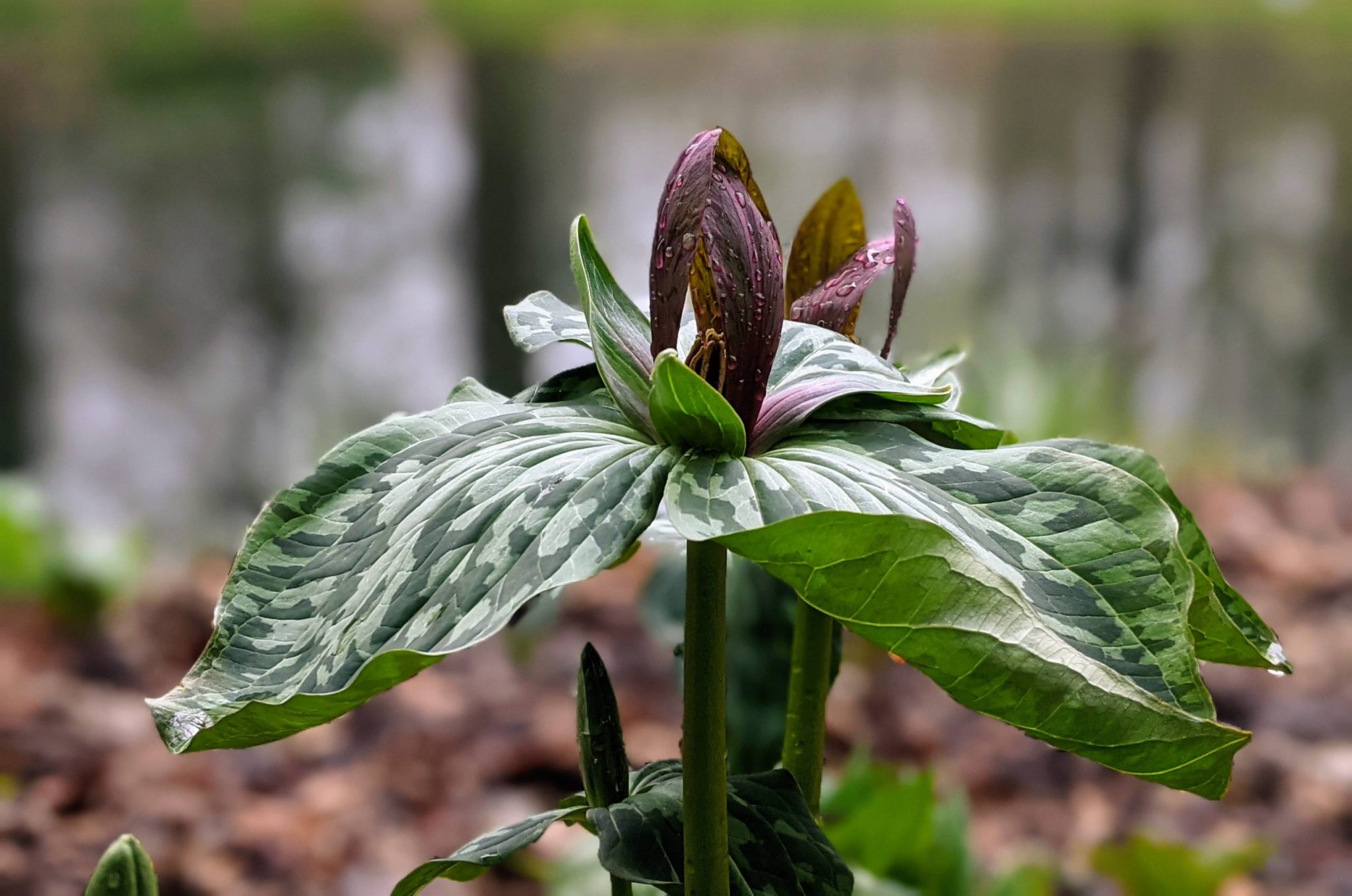“Plant the Change”: Native Plants at Delaware’s Extraordinary Mt. Cuba ...