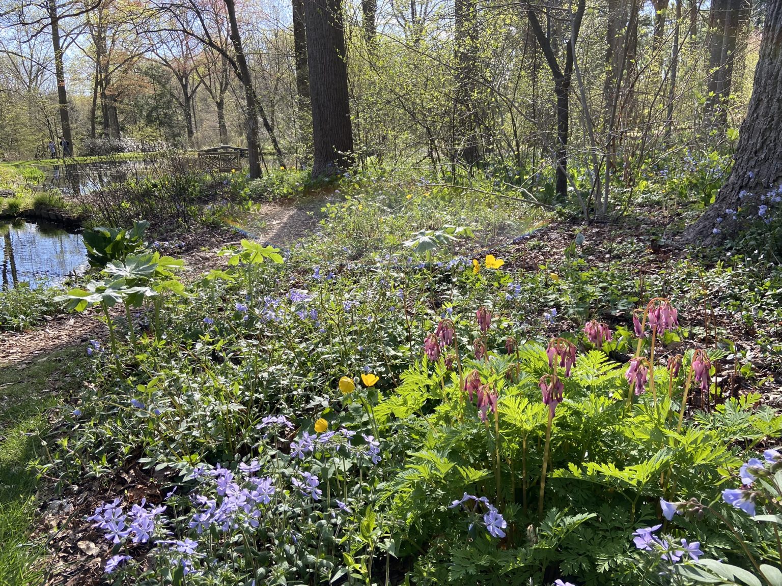 “Plant the Change”: Native Plants at Delaware’s Extraordinary Mt. Cuba ...