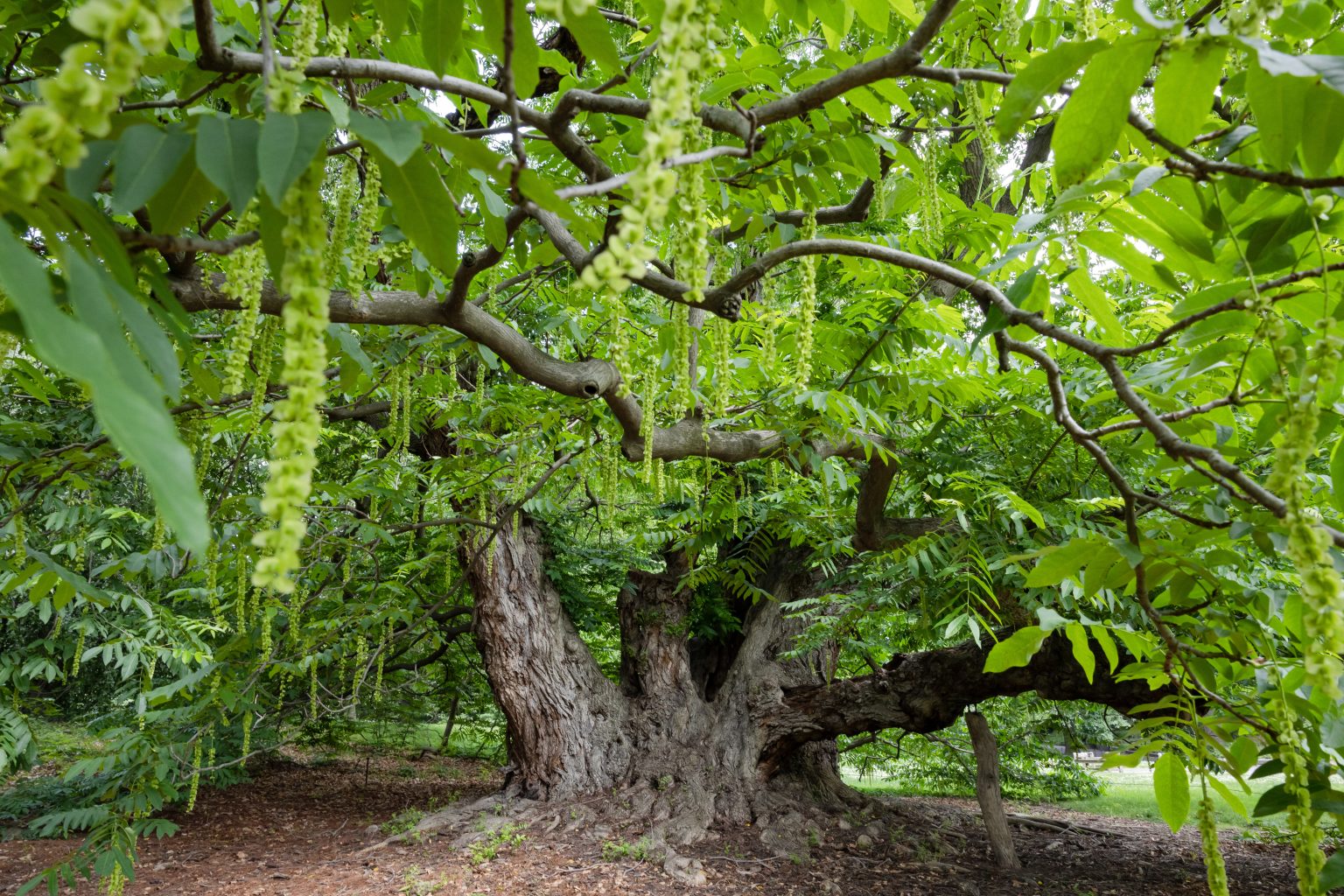 The Brooklyn Botanic Garden: A Vast and Bountiful Treasure Serving New ...