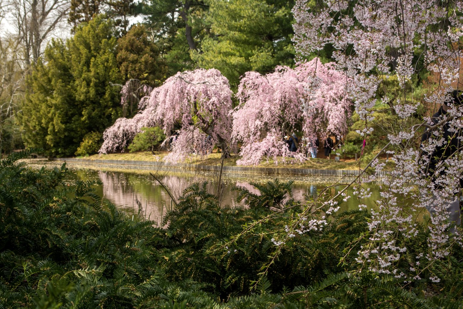 The Brooklyn Botanic Garden: A Vast and Bountiful Treasure Serving New ...